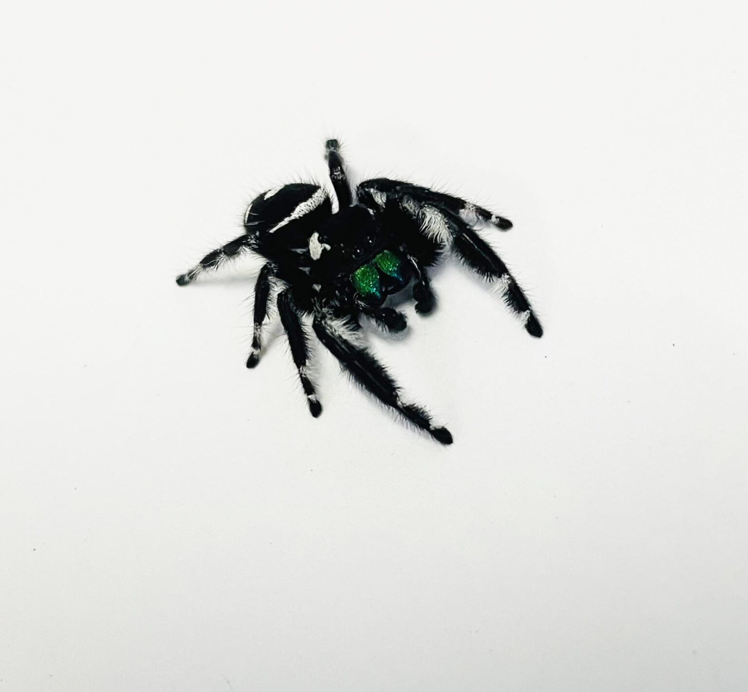 ️ Springspinne Phidippus regius Bahamas Haltung-Kauf: Shop Wien
